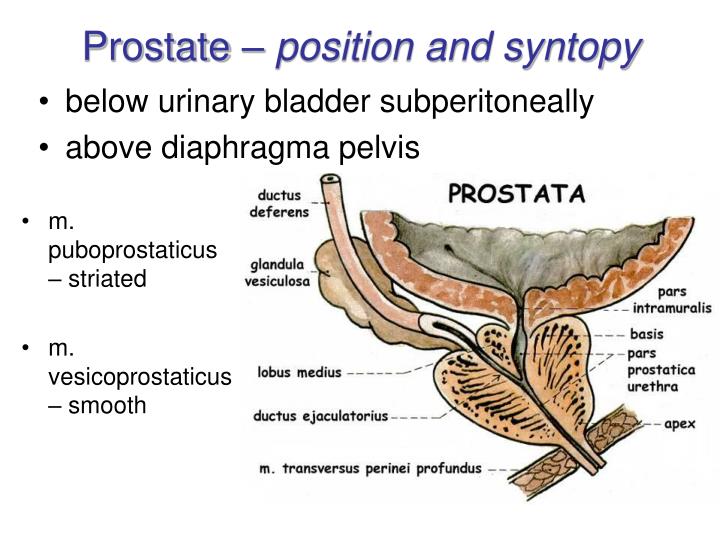 PPT - Male genital system Systema genitale masculinum PowerPoint ...