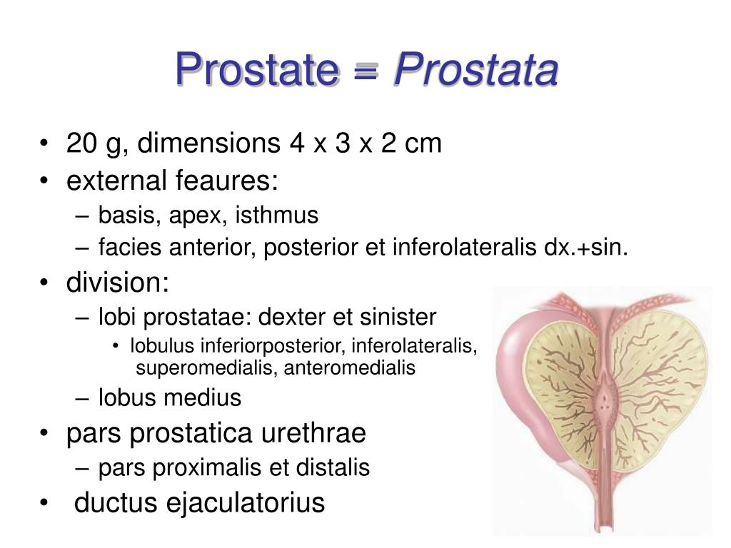 PPT - Male genital system Systema genitale masculinum PowerPoint ...