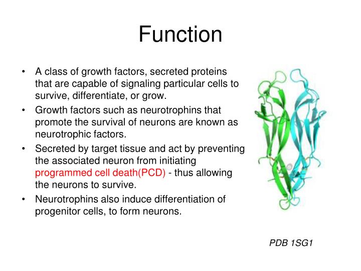 PPT - Neurotrophin Signaling (Trk Signaling Pathway) PowerPoint ...