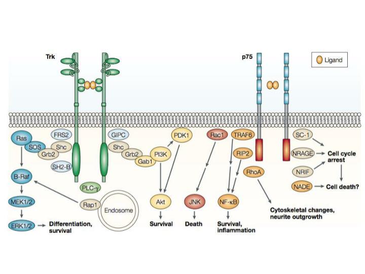 PPT - Neurotrophin Signaling (Trk Signaling Pathway) PowerPoint ...