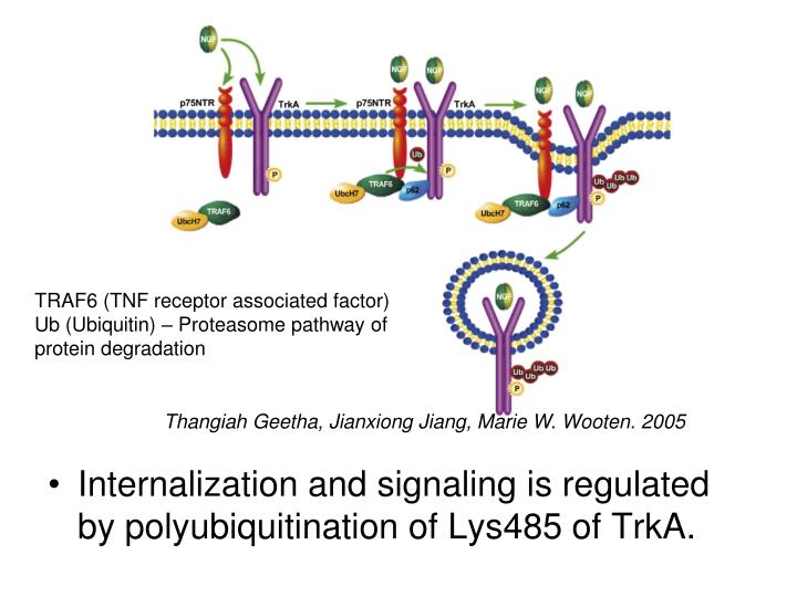 PPT - Neurotrophin Signaling (Trk Signaling Pathway) PowerPoint ...