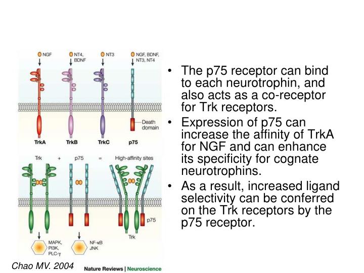PPT - Neurotrophin Signaling (Trk Signaling Pathway) PowerPoint ...