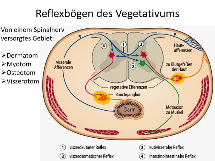 PPT - Neurologie R1 PowerPoint Presentation - ID:6038558