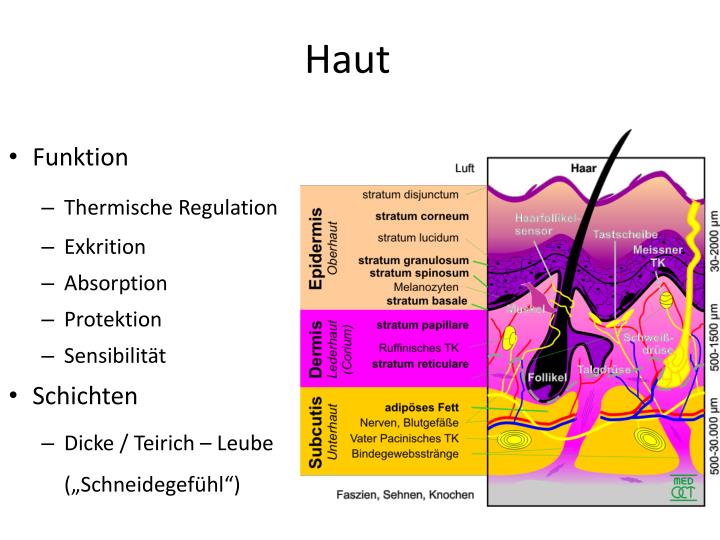 PPT - Neurologie R1 PowerPoint Presentation - ID:6038558