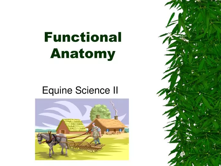 PPT - Functional Anatomy PowerPoint Presentation, free download - ID ...