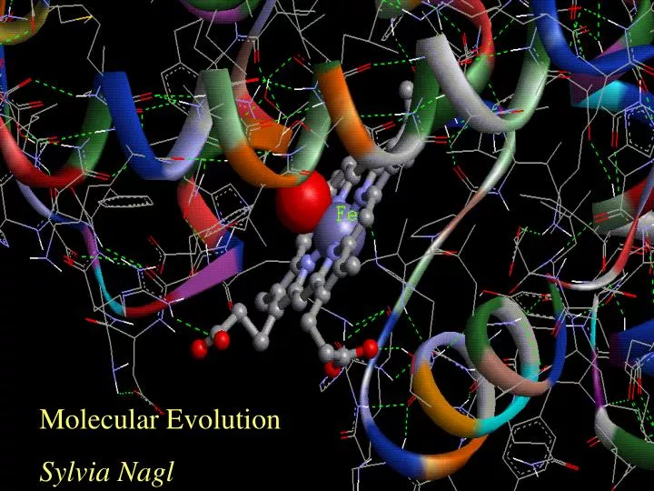 PPT - Molecular Evolution Sylvia Nagl PowerPoint Presentation, free ...