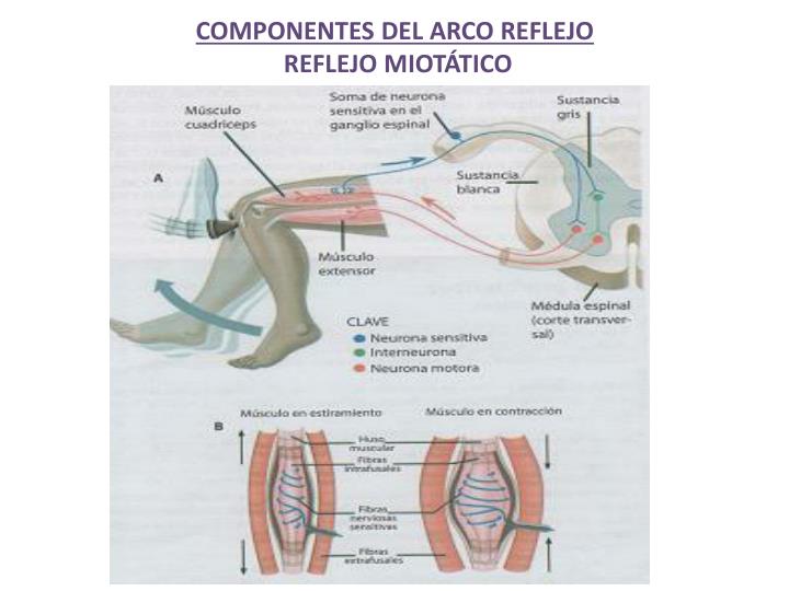 PPT - SISTEMA NERVIOSO PowerPoint Presentation - ID:6039318