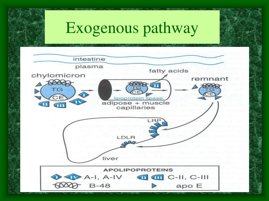PPT - Vilasinee Hirunpanich B. Pharm, M.Sc. In Pharm (Pharmacology ...