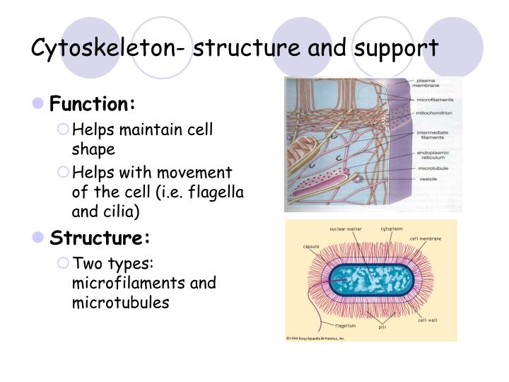 PPT - Cell Structure and Function PowerPoint Presentation - ID:6039634