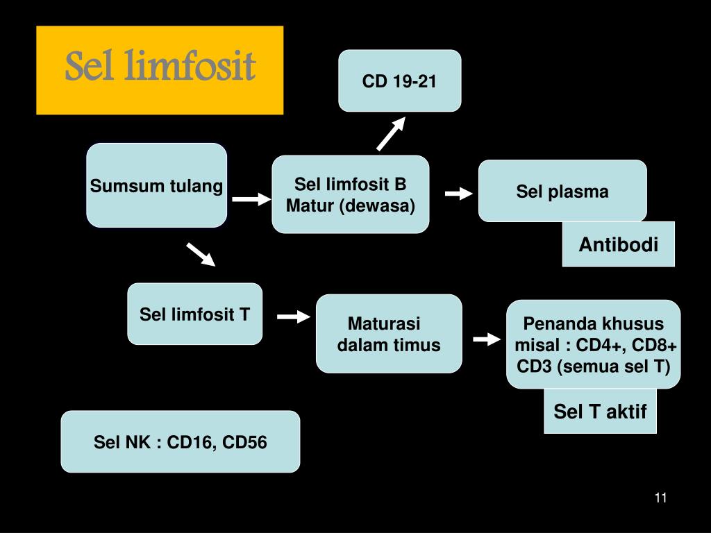 PPT - Sel-sel yang berperan dalam respon imun natural (non spesifik ...