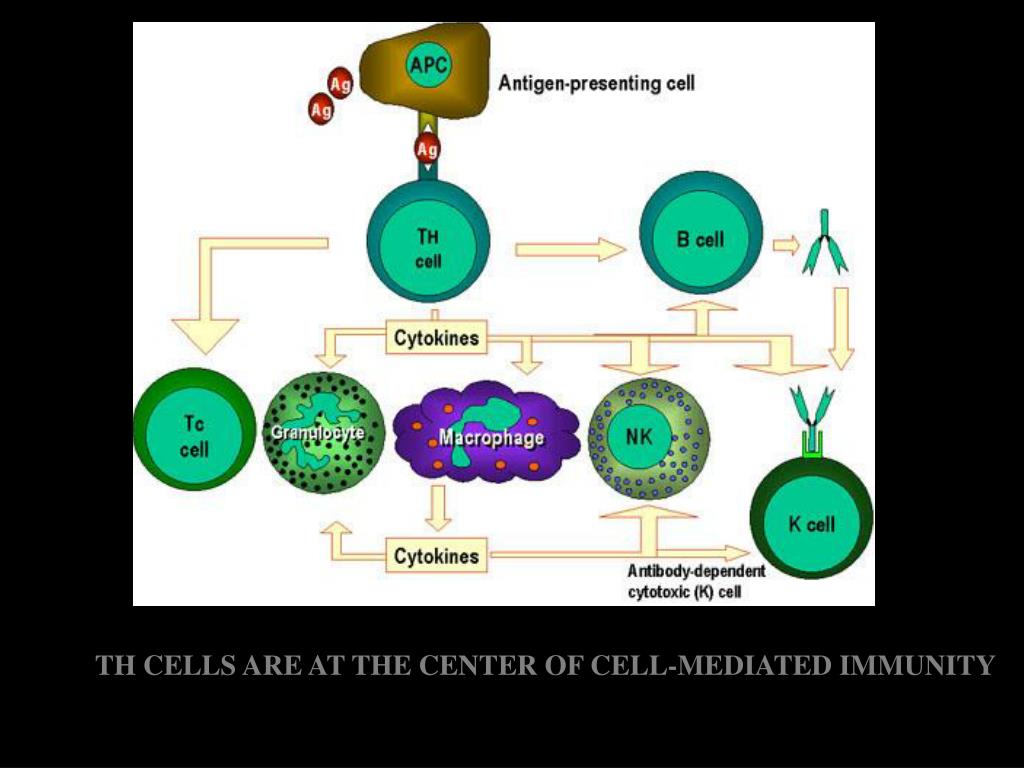 PPT - Sel-sel yang berperan dalam respon imun natural (non spesifik ...