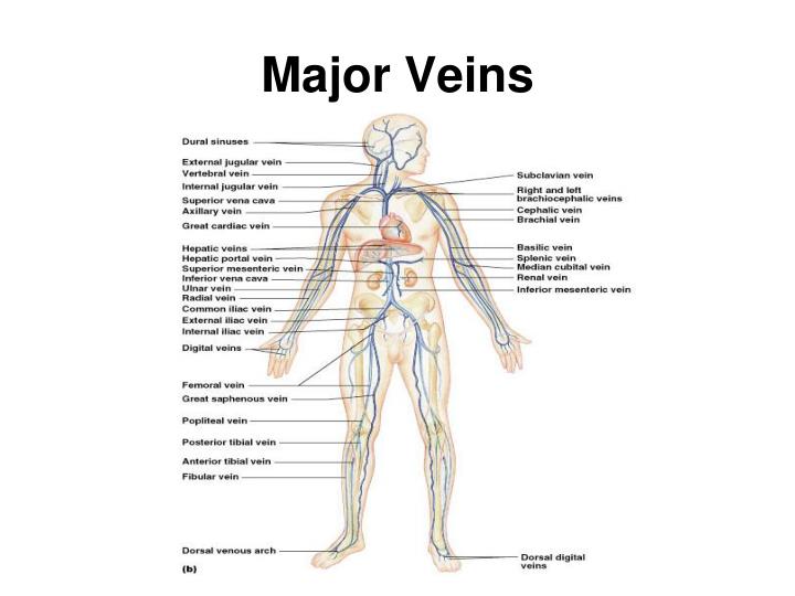 PPT - Angiology PowerPoint Presentation - ID:6039865
