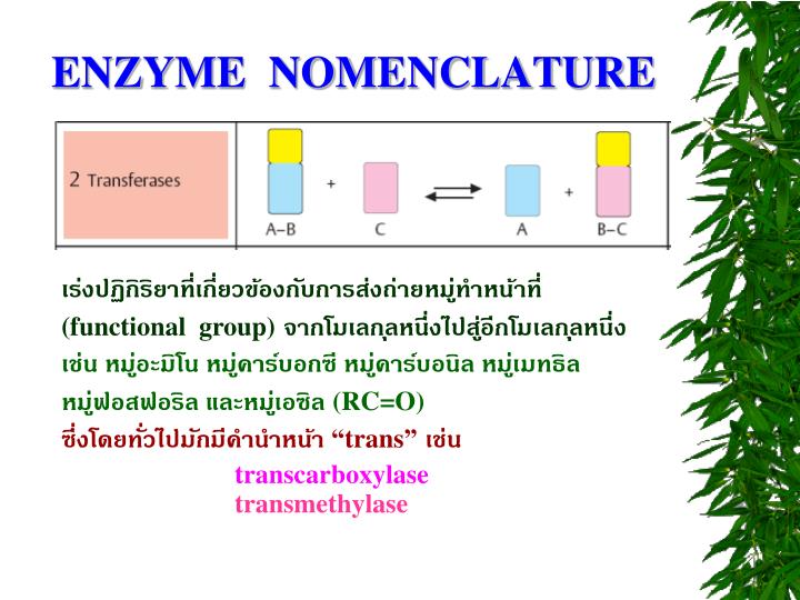 PPT - ENZYMES & COENZYMES PowerPoint Presentation - ID:6040687