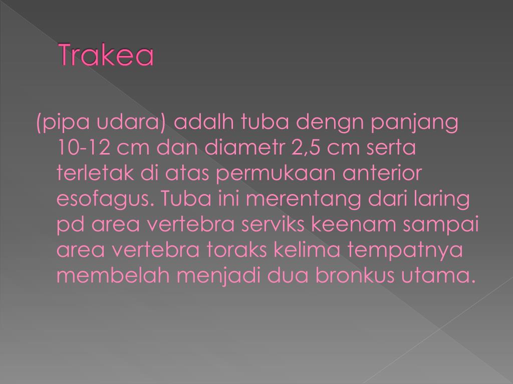 PPT - Sistem Pernafasan PowerPoint Presentation, free download - ID:6040800