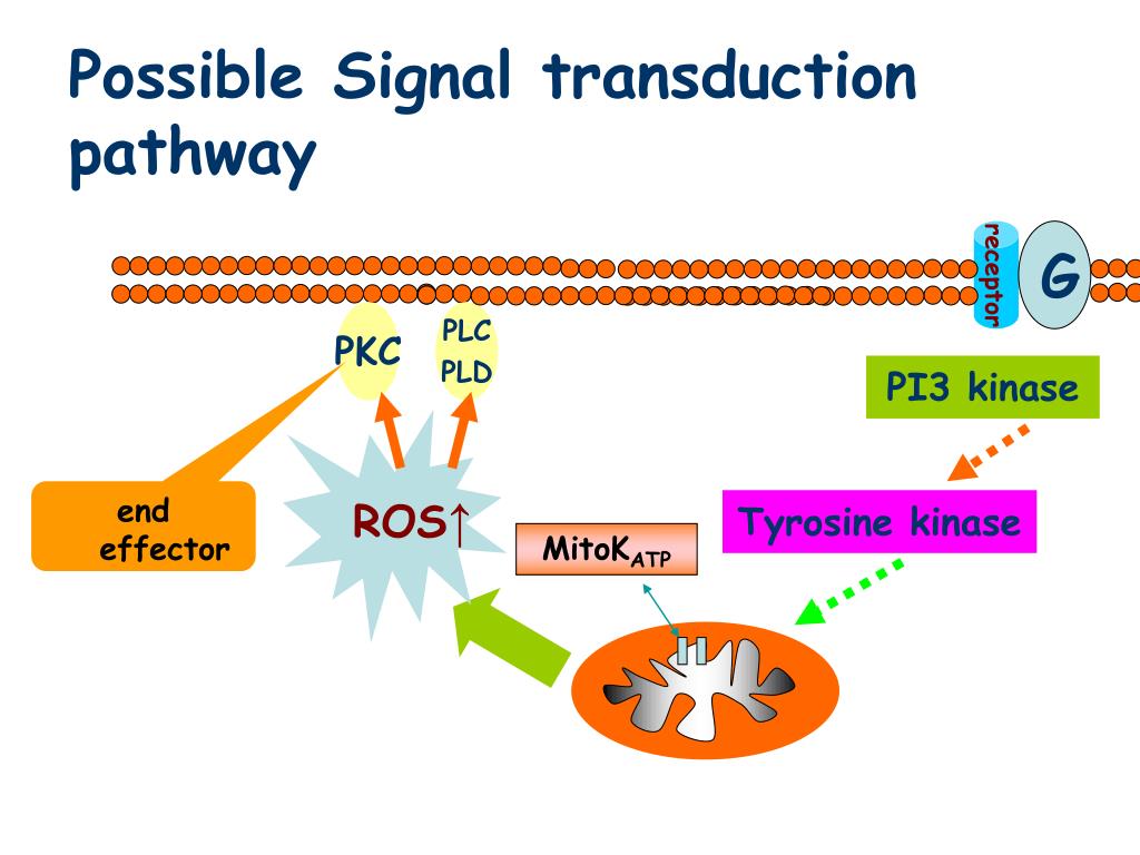 PPT - ATP Sensitive Potassium Channel Guo Wei Zhejiang University ...