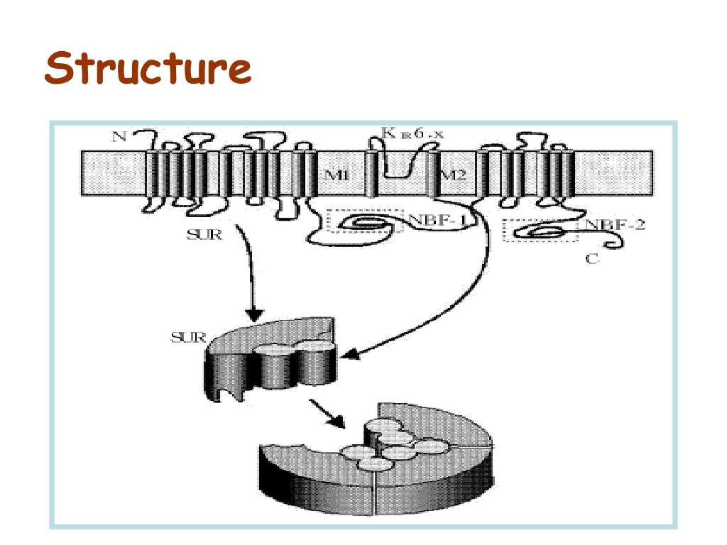 PPT - ATP Sensitive Potassium Channel Guo Wei Zhejiang University ...