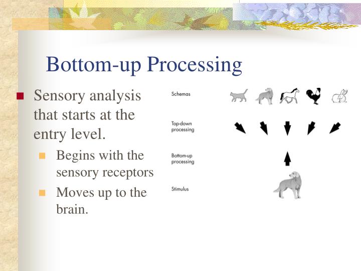 PPT - Sensation and Perception PowerPoint Presentation - ID:6042937