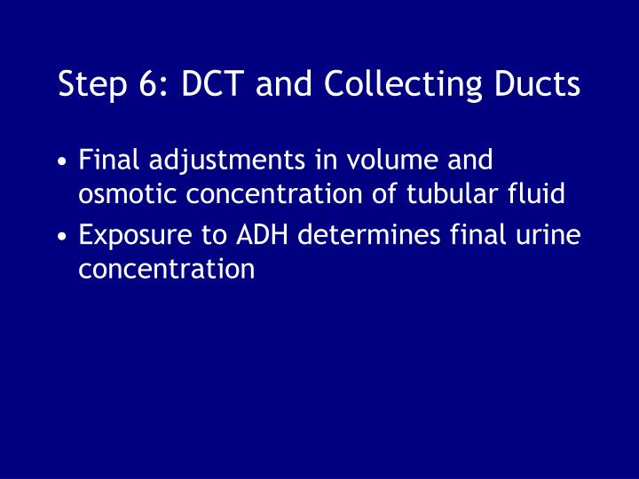 PPT - Chapter 26: The Urinary System PowerPoint Presentation - ID:6043372