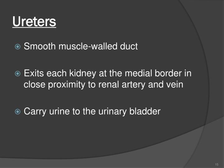 PPT - THE URINARY SYSTEM STRUCTURE AND FUNCTIONS OF NEPHRON PowerPoint ...