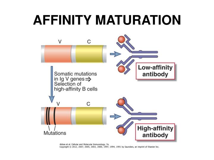 PPT - B CELL PowerPoint Presentation - ID:6044289
