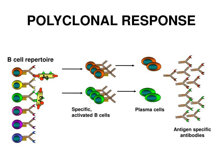 PPT - B CELL PowerPoint Presentation - ID:6044289