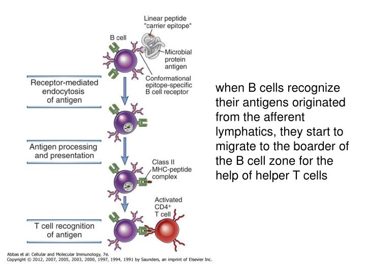 PPT - B CELL PowerPoint Presentation - ID:6044289