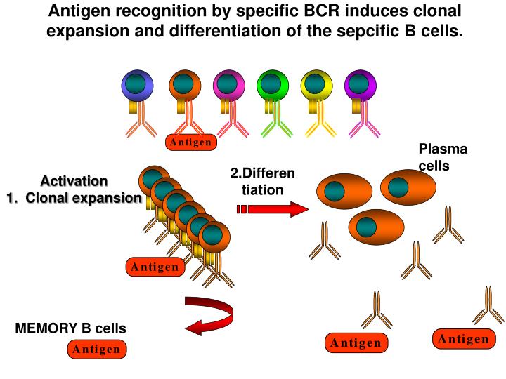 PPT - B CELL PowerPoint Presentation - ID:6044289