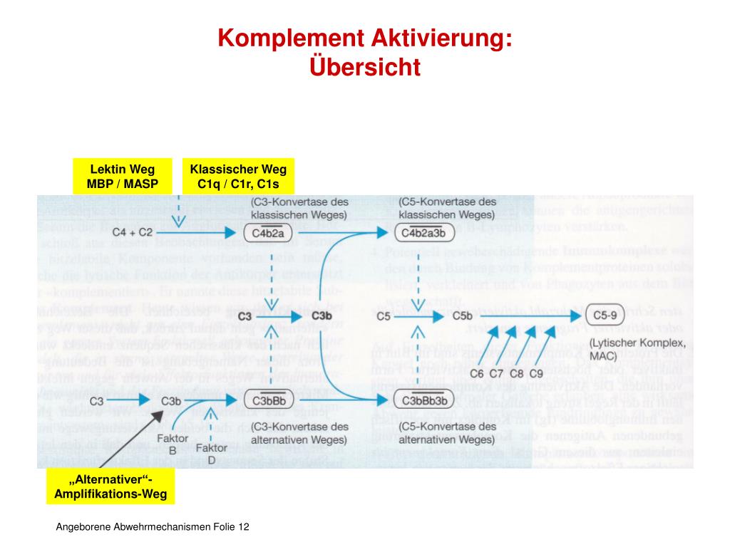 PPT - Angeborene / „Unspezifische“ Abwehrm PowerPoint Presentation - ID ...