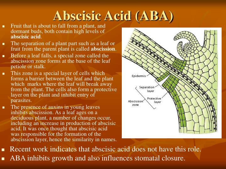 PPT - Homeostasis in Plants PowerPoint Presentation - ID:6045211