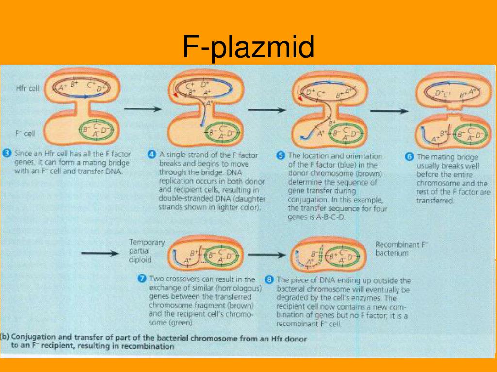 PPT - Baktériumok és vírusok genetikája PowerPoint Presentation, free ...