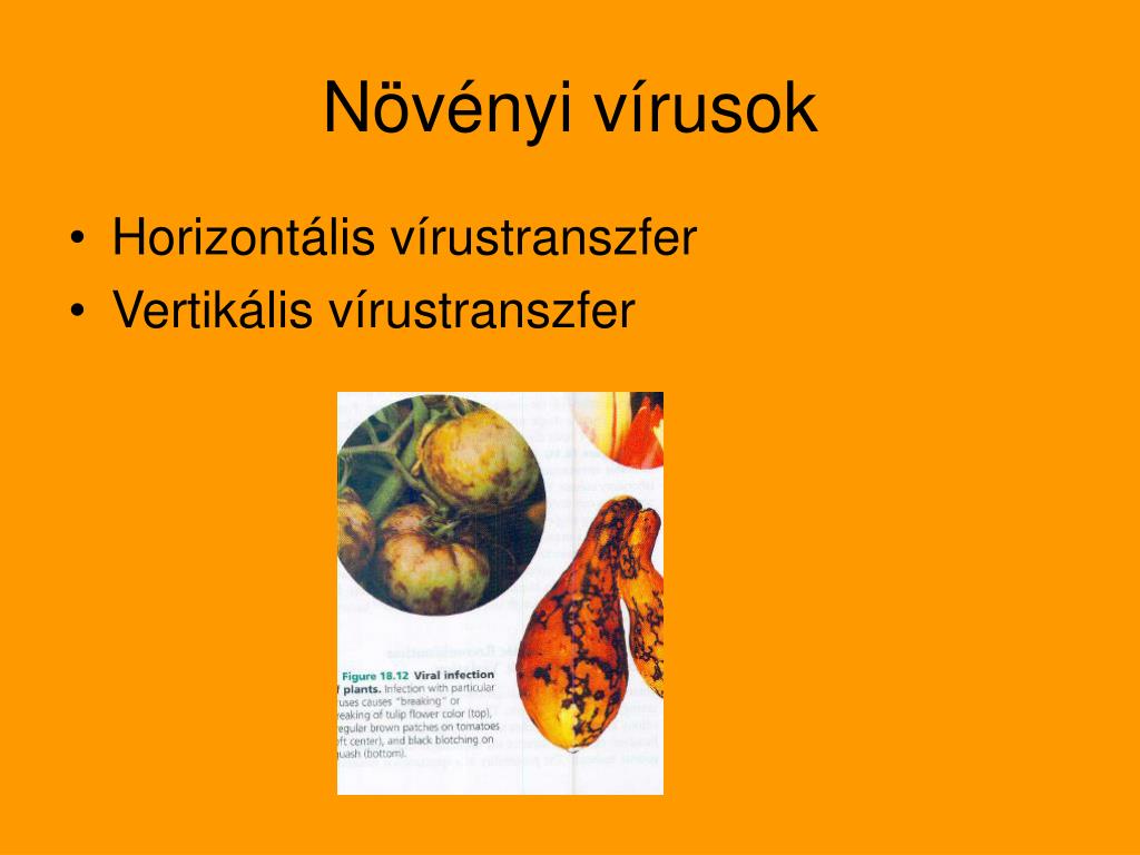 PPT - Baktériumok és vírusok genetikája PowerPoint Presentation, free ...