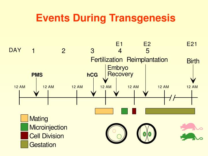 PPT - Definition: Transgenic Animal PowerPoint Presentation - ID:6046017
