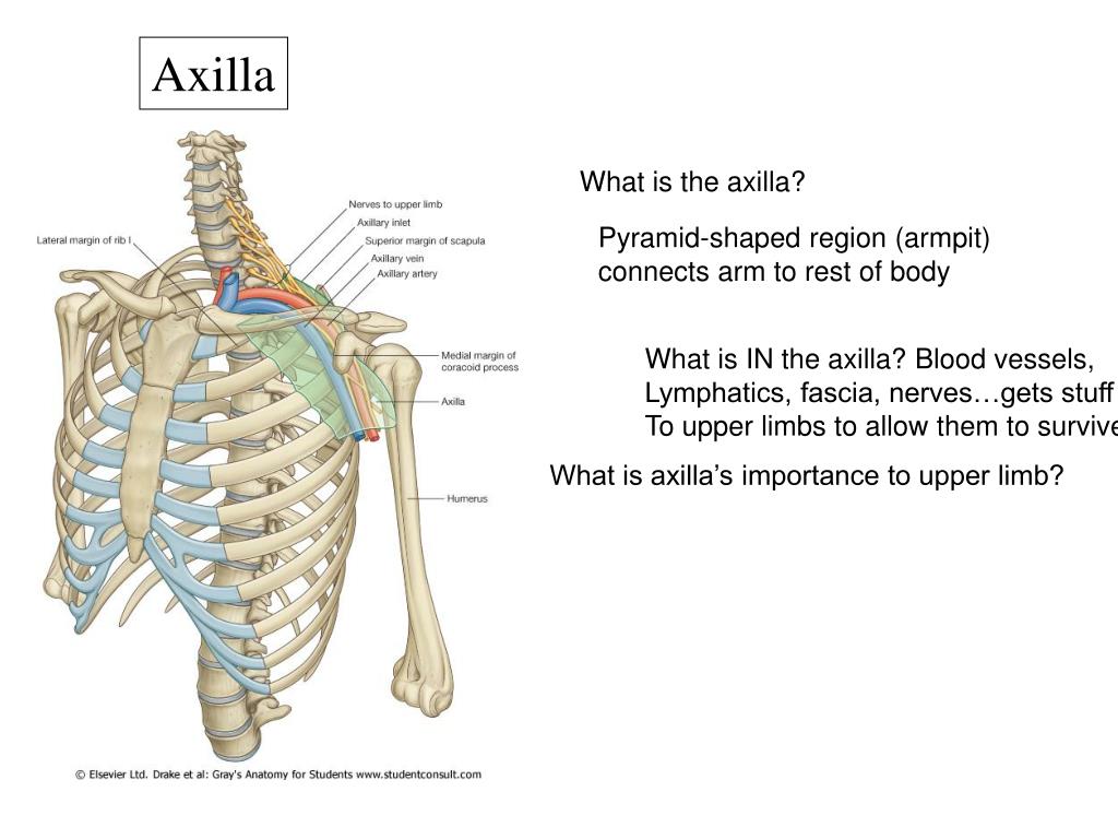 PPT Axilla PowerPoint Presentation Free Download ID 6046390 PPT Axilla PowerPoint Presentation Free Download ID 6046390