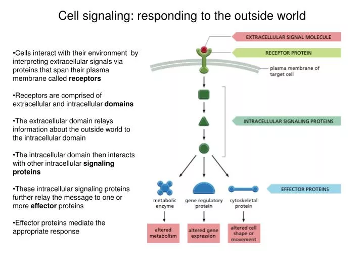 PPT - Cell signaling: responding to the outside world PowerPoint ...