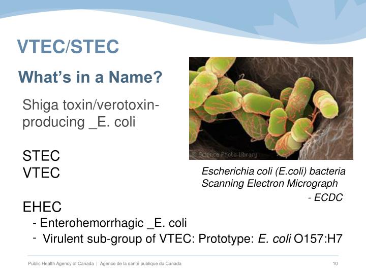 PPT - Non-O157 Verotoxigenic (Shiga Toxin Producing) E. coli PowerPoint ...