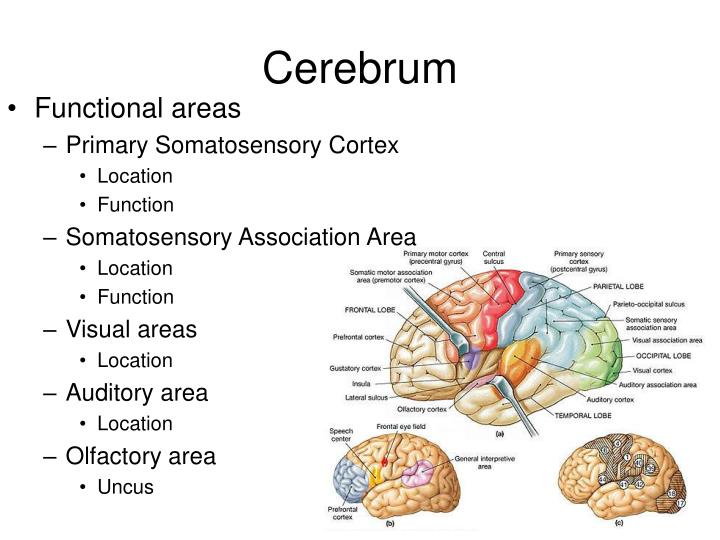 PPT - Forebrain PowerPoint Presentation - ID:6047336