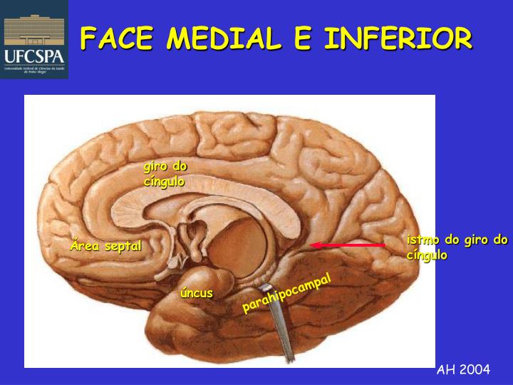 PPT - SISTEMA LÍMBICO PowerPoint Presentation - ID:6047713