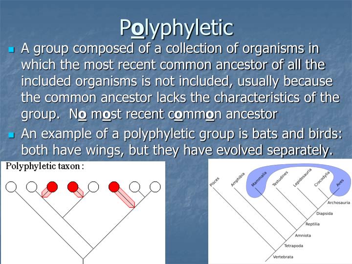 PPT - Phylogeny & the Tree of Life PowerPoint Presentation - ID:6048866