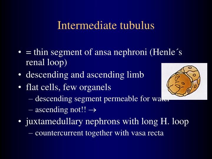 PPT - Urinary system Systema urinarium PowerPoint Presentation - ID:6049043