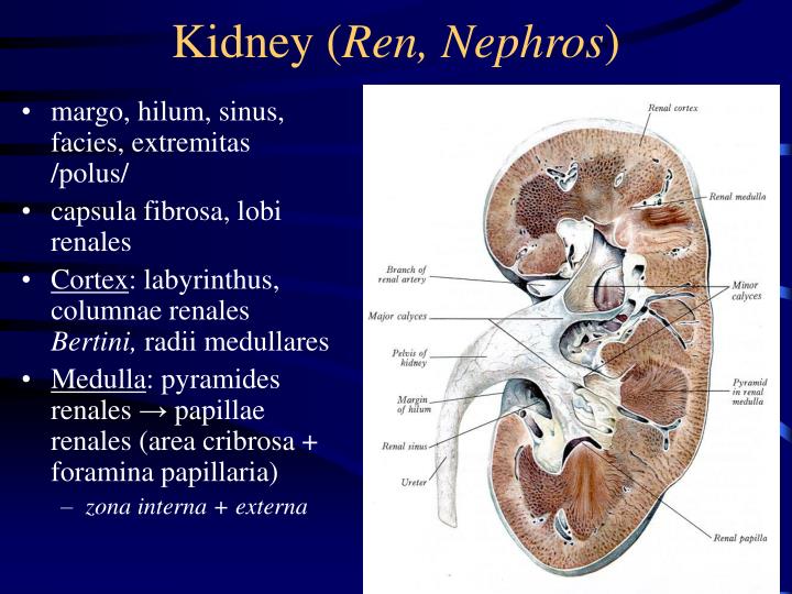 PPT - Urinary system Systema urinarium PowerPoint Presentation - ID:6049043