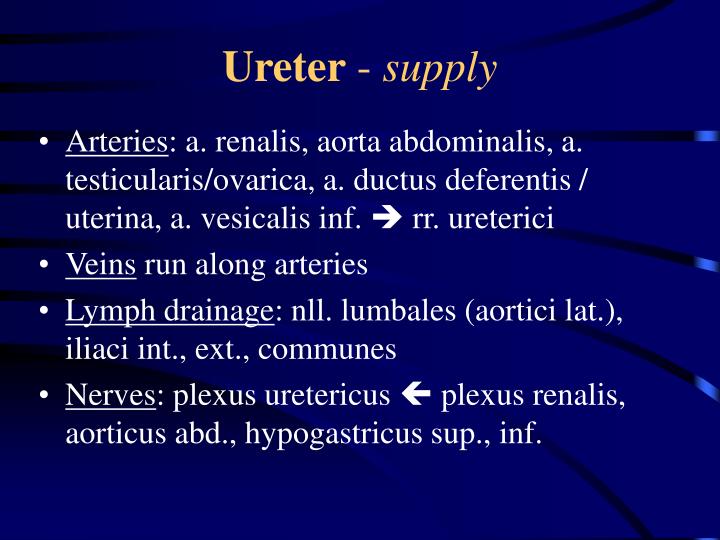 PPT - Urinary system Systema urinarium PowerPoint Presentation - ID:6049043