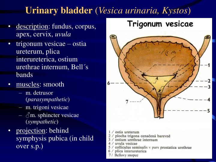 PPT - Urinary system Systema urinarium PowerPoint Presentation - ID:6049043