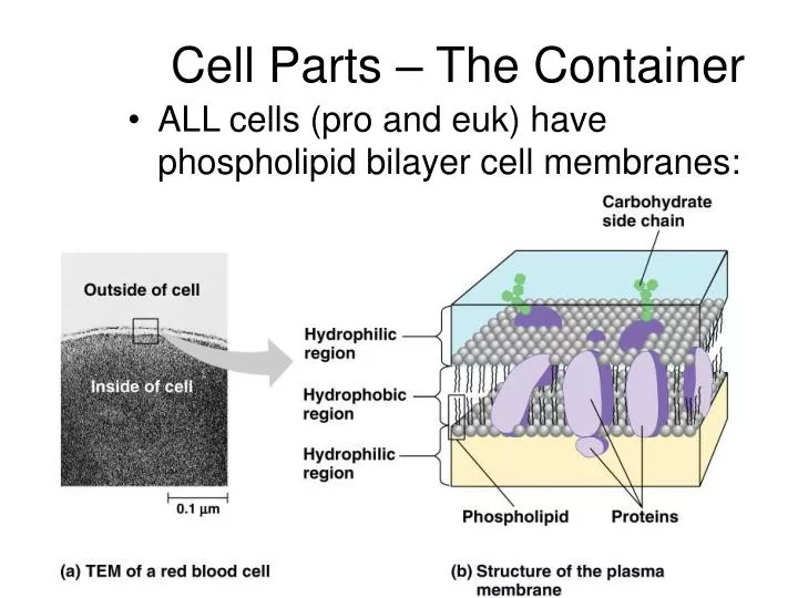 PPT - Cell Parts – The Container PowerPoint Presentation, free download ...