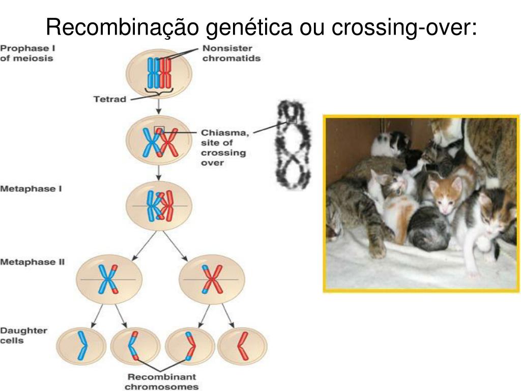 Ppt Origem Da Vida Powerpoint Presentation Free Download Id 6050480