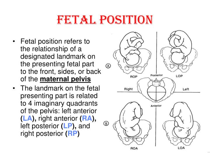 PPT - Organization of obstetric care. Physiological duration of ...