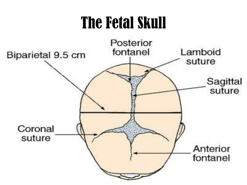 PPT - Organization of obstetric care. Physiological duration of ...