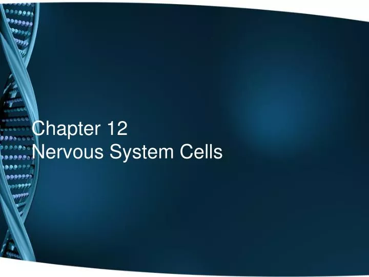 PPT - Chapter 12 Nervous System Cells PowerPoint Presentation, free ...