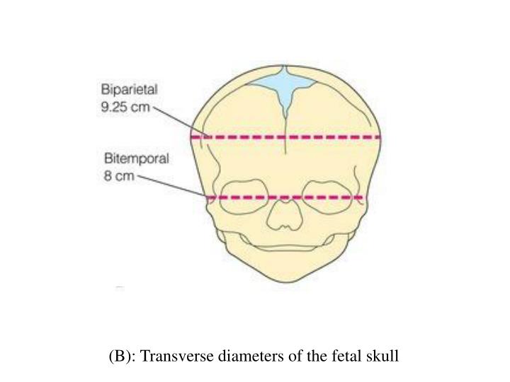 PPT - Chapter 22: processes and stages of labor and birth PowerPoint ...