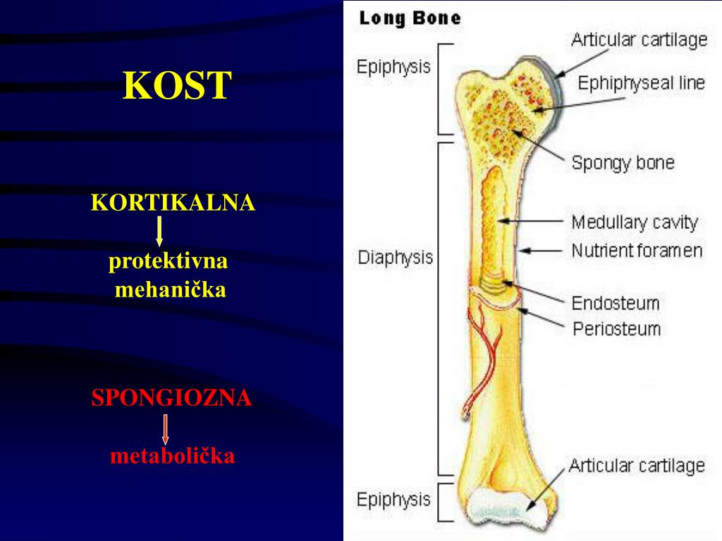 PPT - Pristupnik: Ivana Erceg Ivkošić, dr. med. Mentor: Prof. dr. sc ...
