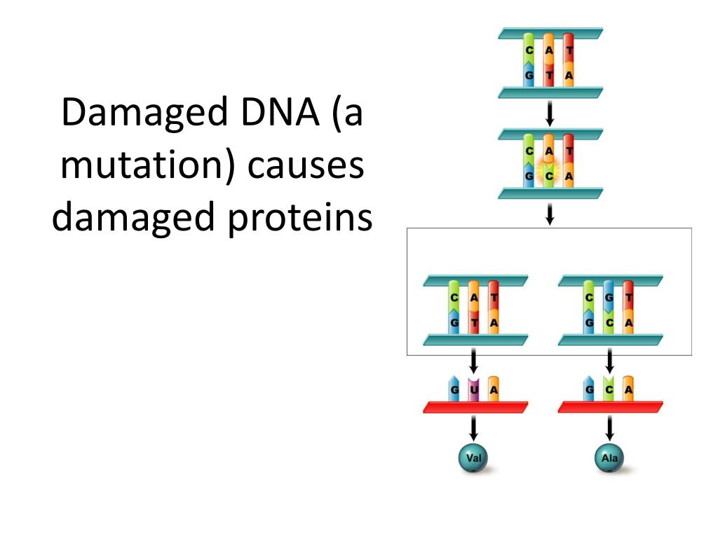 PPT - Understanding the Human Genome: Structure, Function, and ...